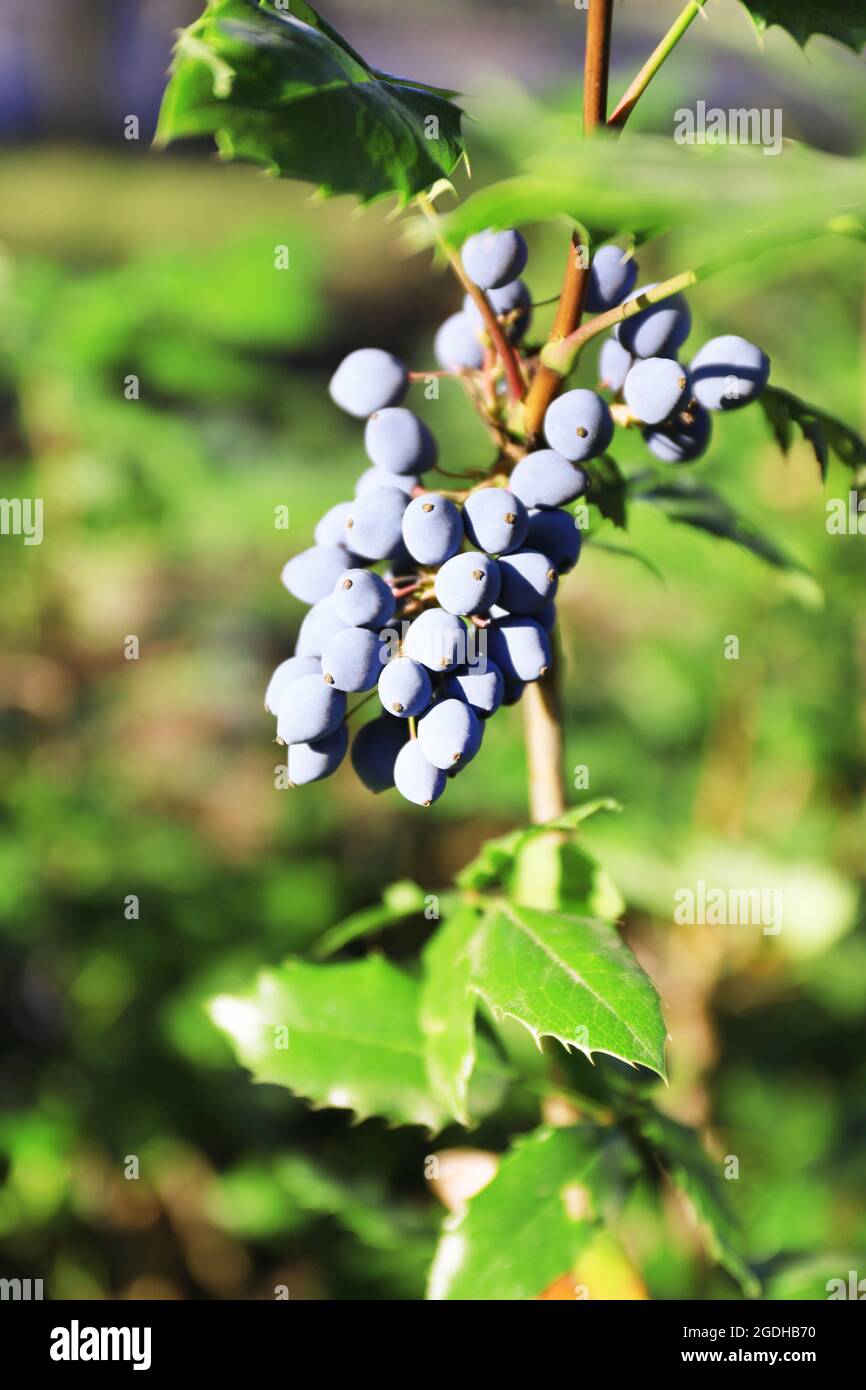 Fruit bush in garden Stock Photo - Alamy
