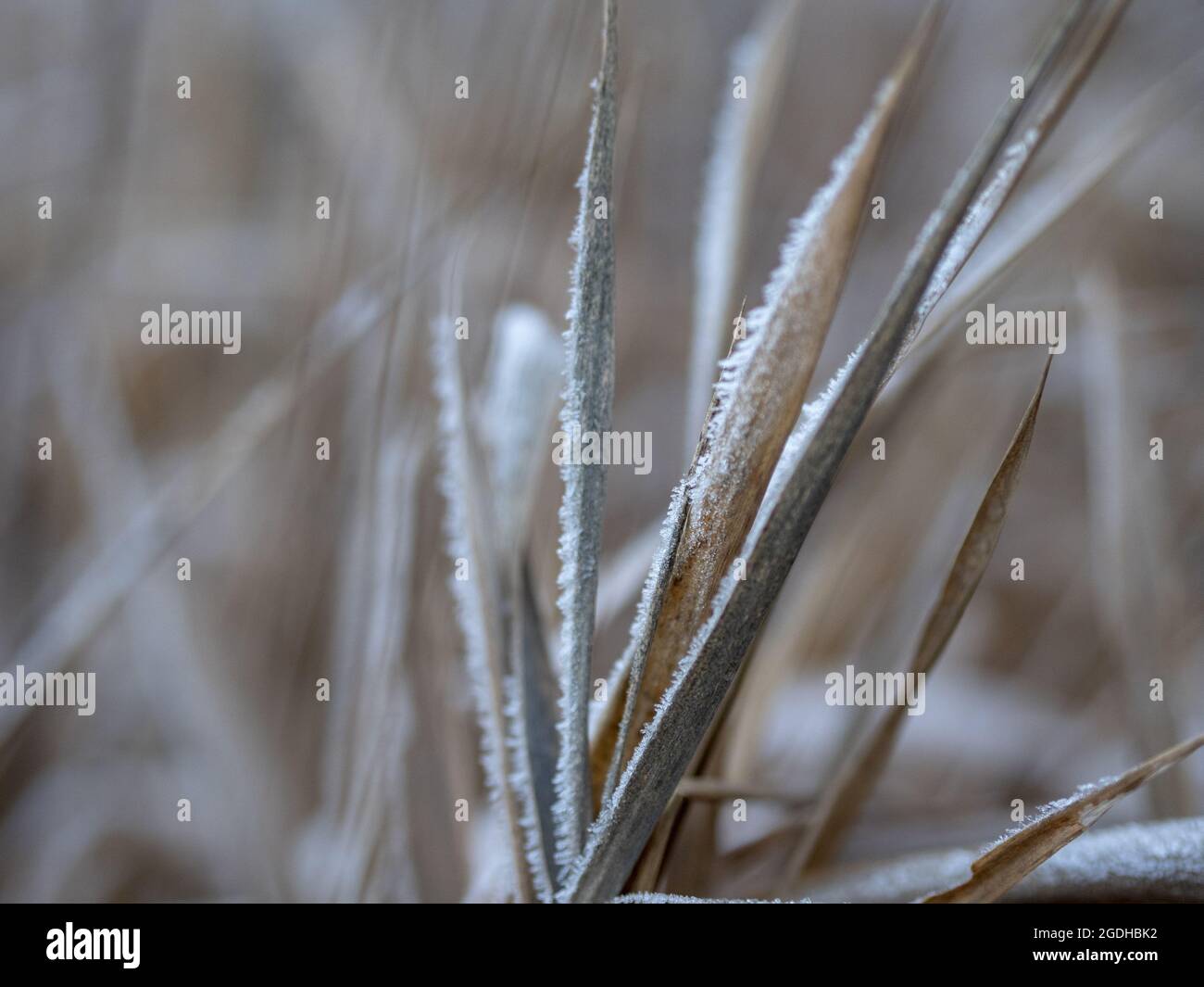 Leafy plant looking like grass on a blurred background Stock Photo - Alamy