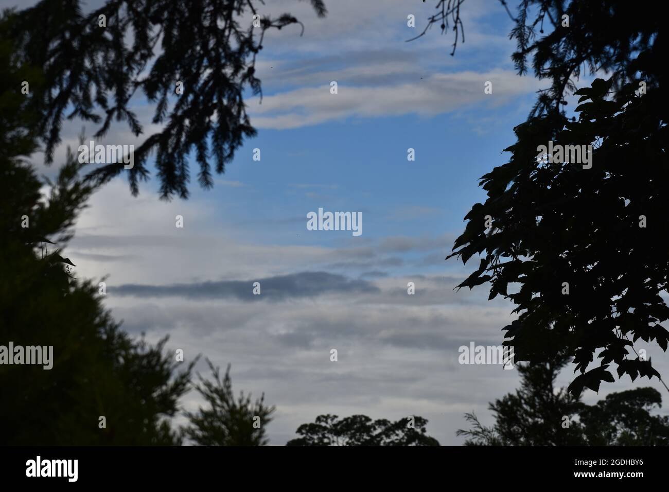 Sky and clouds through trees Stock Photo - Alamy