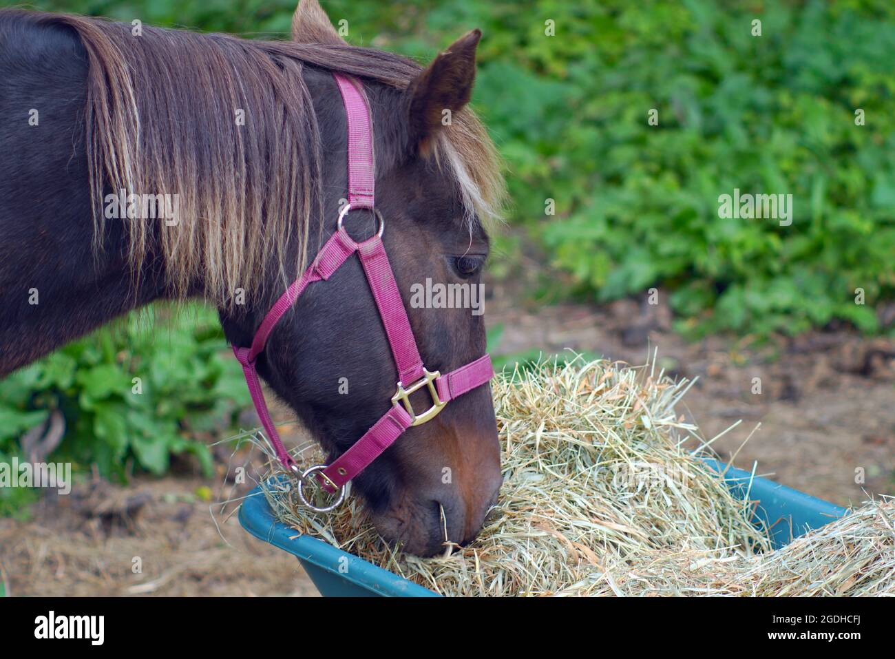 Pony food stable hi-res stock photography and images - Alamy