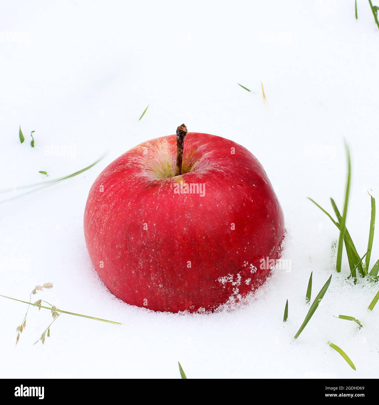 Red apples in the snow Stock Photo - Alamy