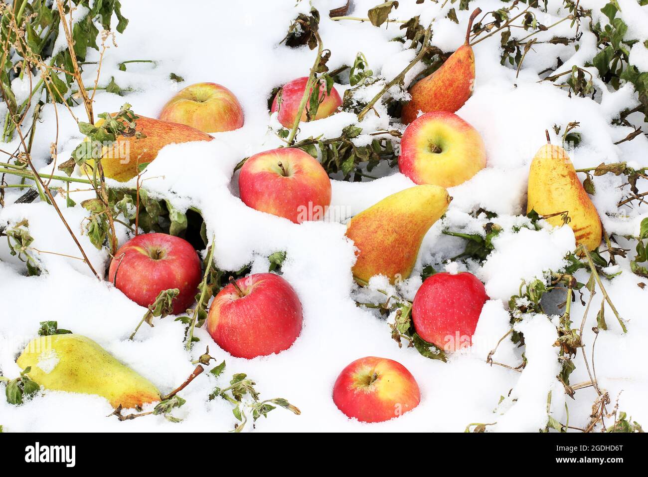 Fruit snow still life hi-res stock photography and images - Alamy