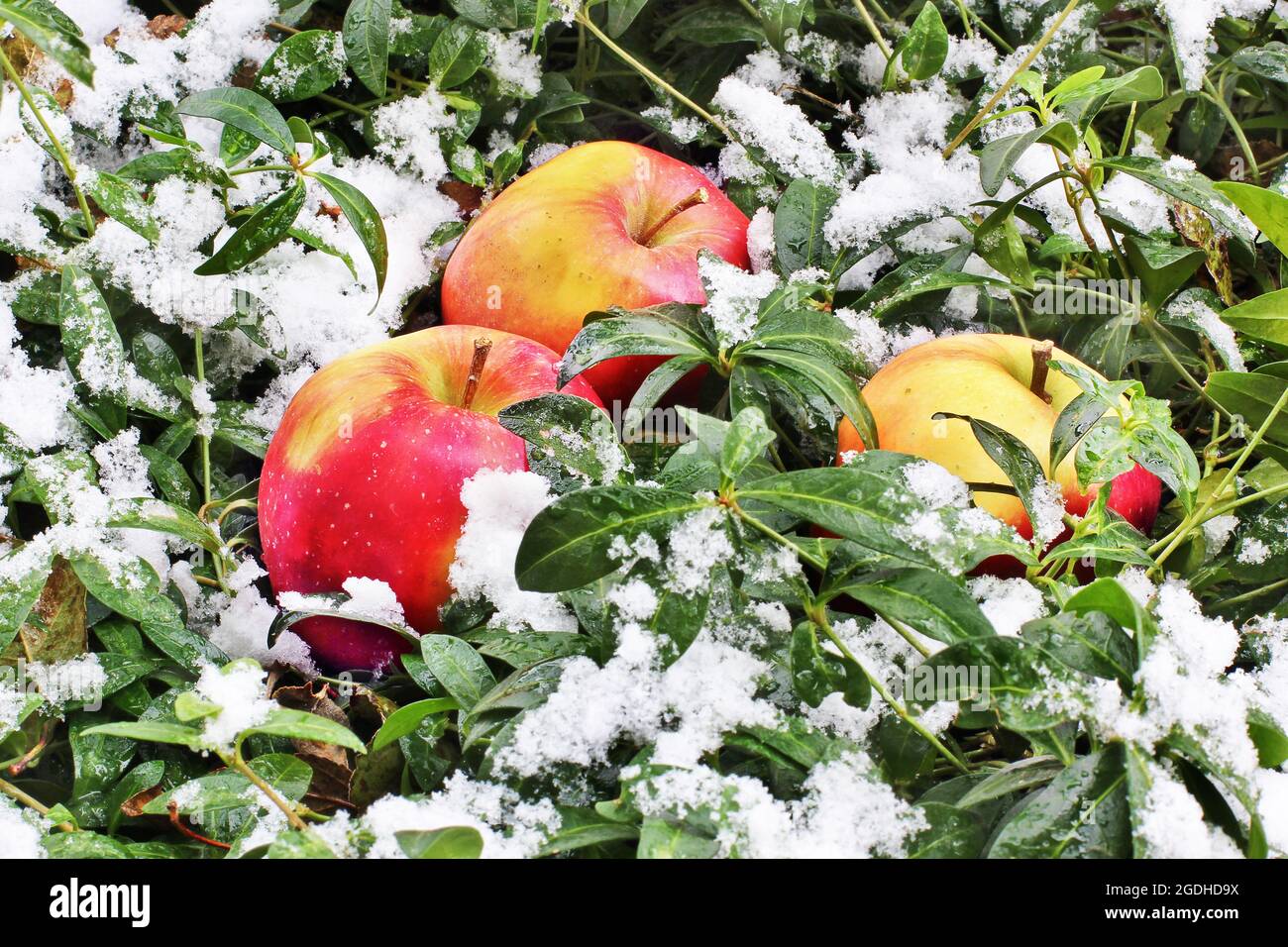 Grocery branches hi-res stock photography and images - Alamy