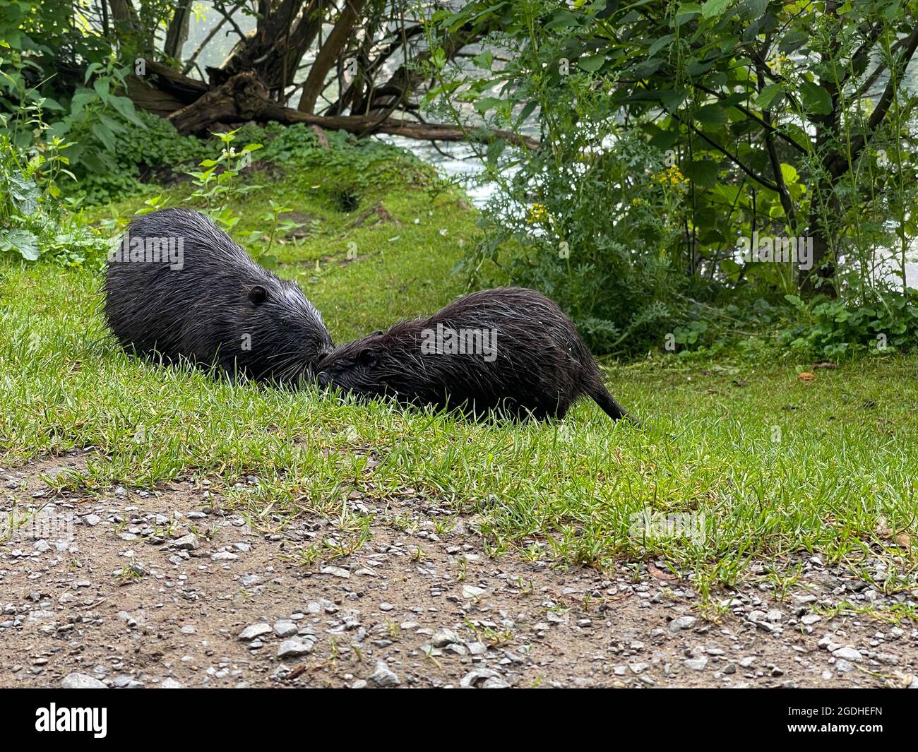 Two nutria in the grass fighting over food Stock Photo - Alamy