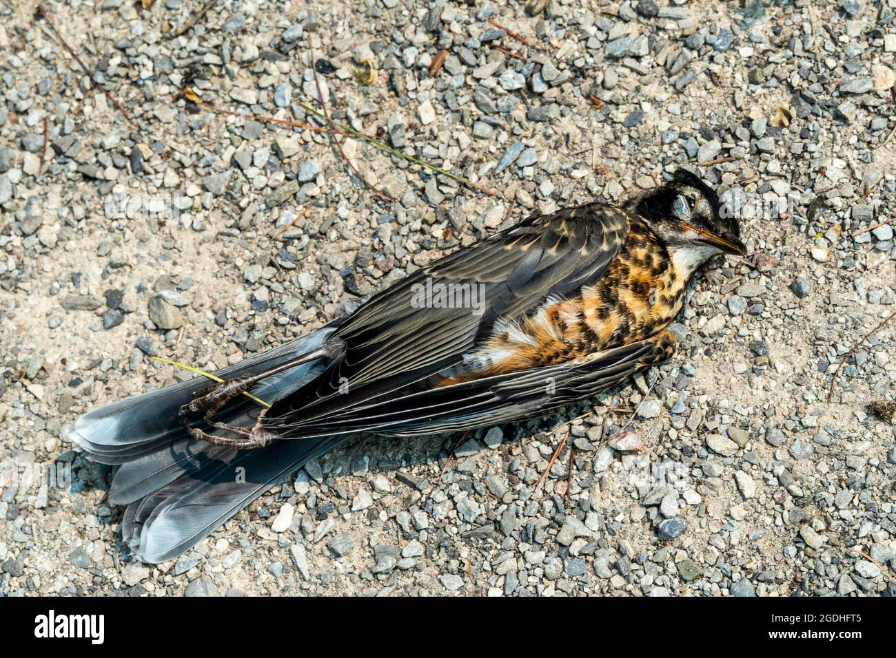 Dead bird lying on the ground in the sun among small stones Stock Photo ...