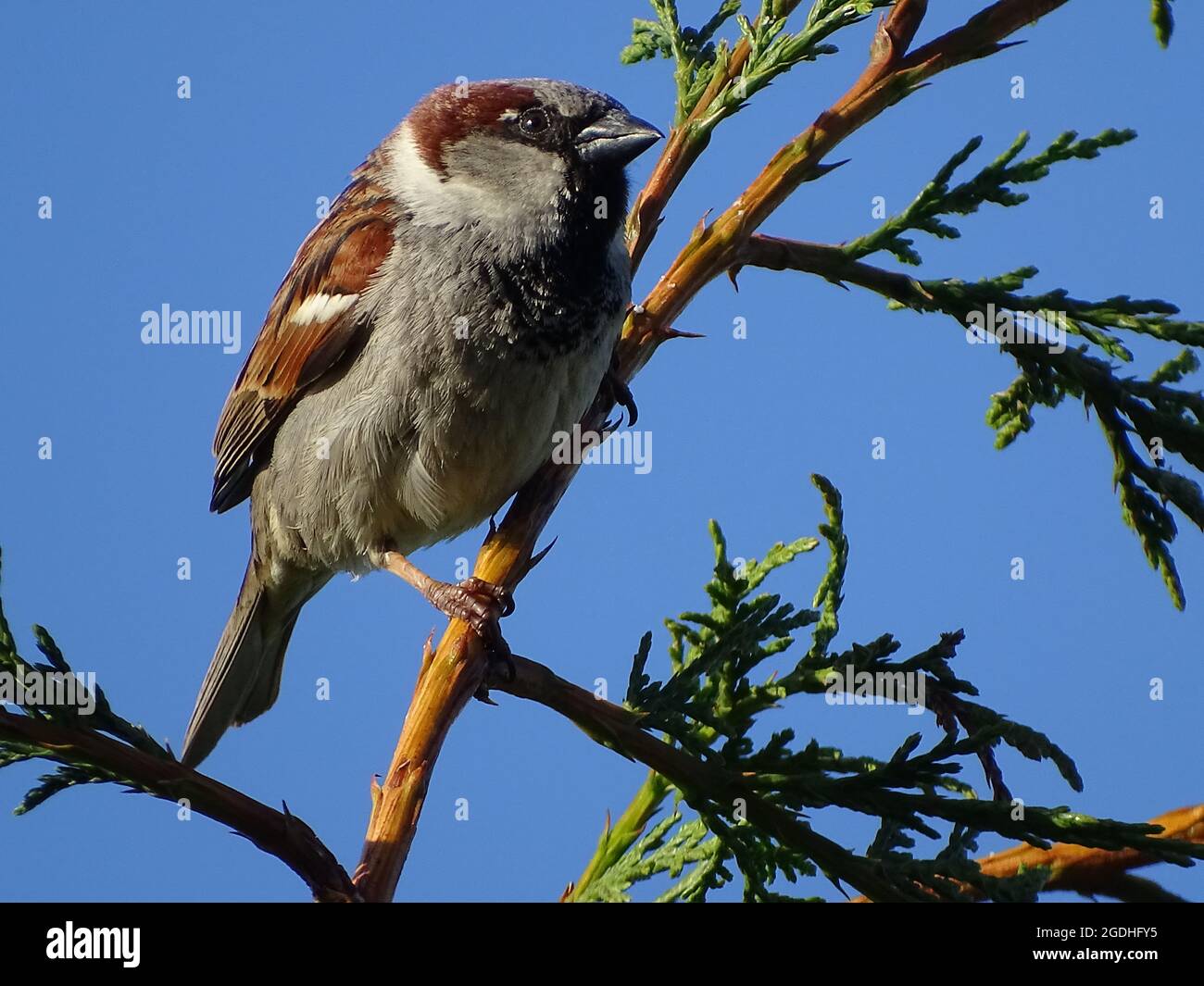 Juvenile tree sparrow hi-res stock photography and images - Alamy