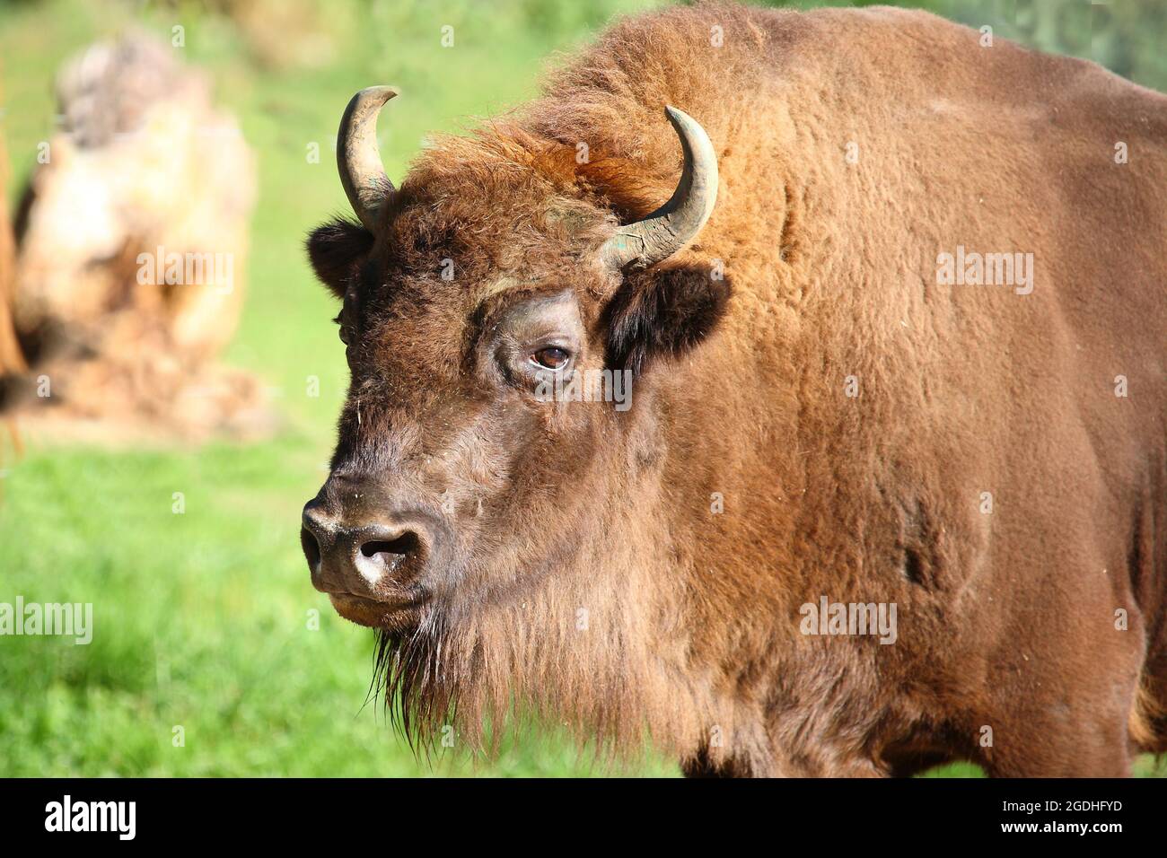 Wisent / European bison / Bison bonasus Stock Photo - Alamy