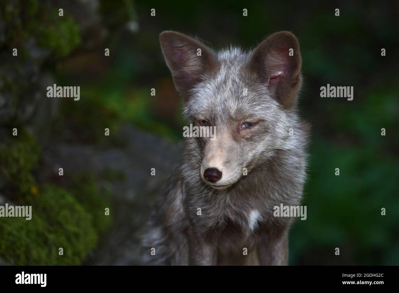 Pastellfuchs / Pastel fox / Vulpes Stock Photo - Alamy