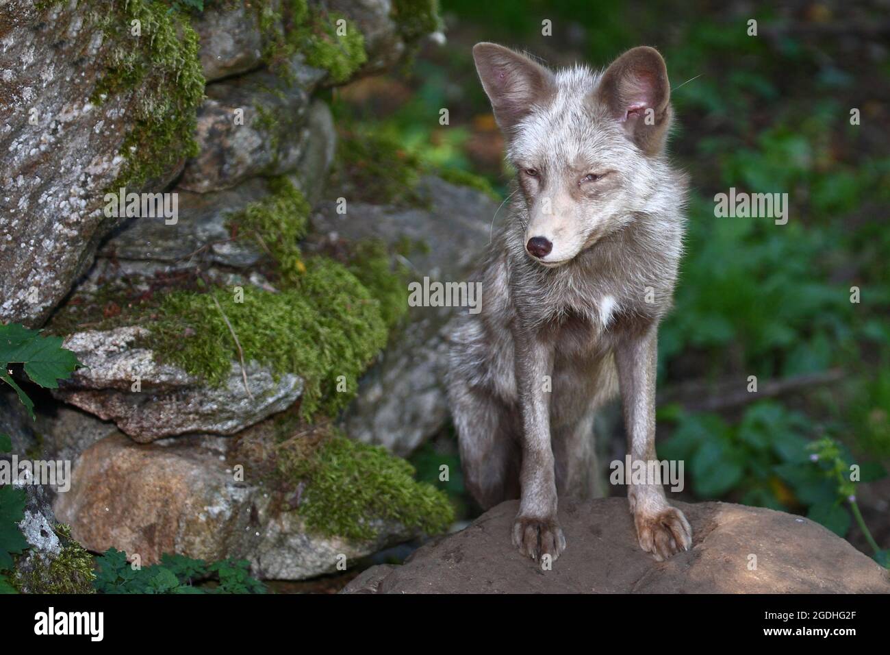 Pastellfuchs / Pastel fox / Vulpes Stock Photo - Alamy