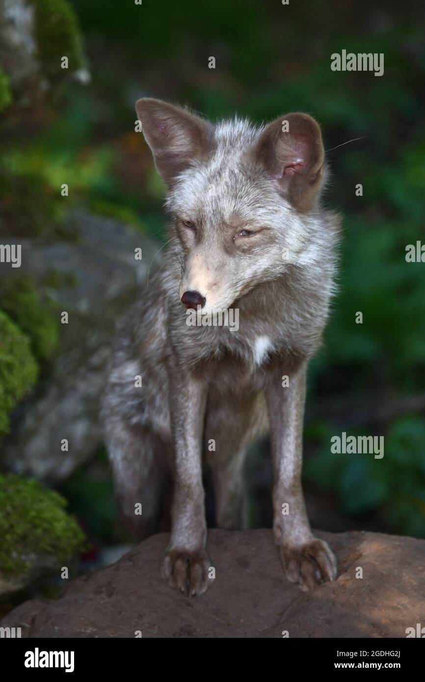 Pastellfuchs / Pastel fox / Vulpes Stock Photo - Alamy