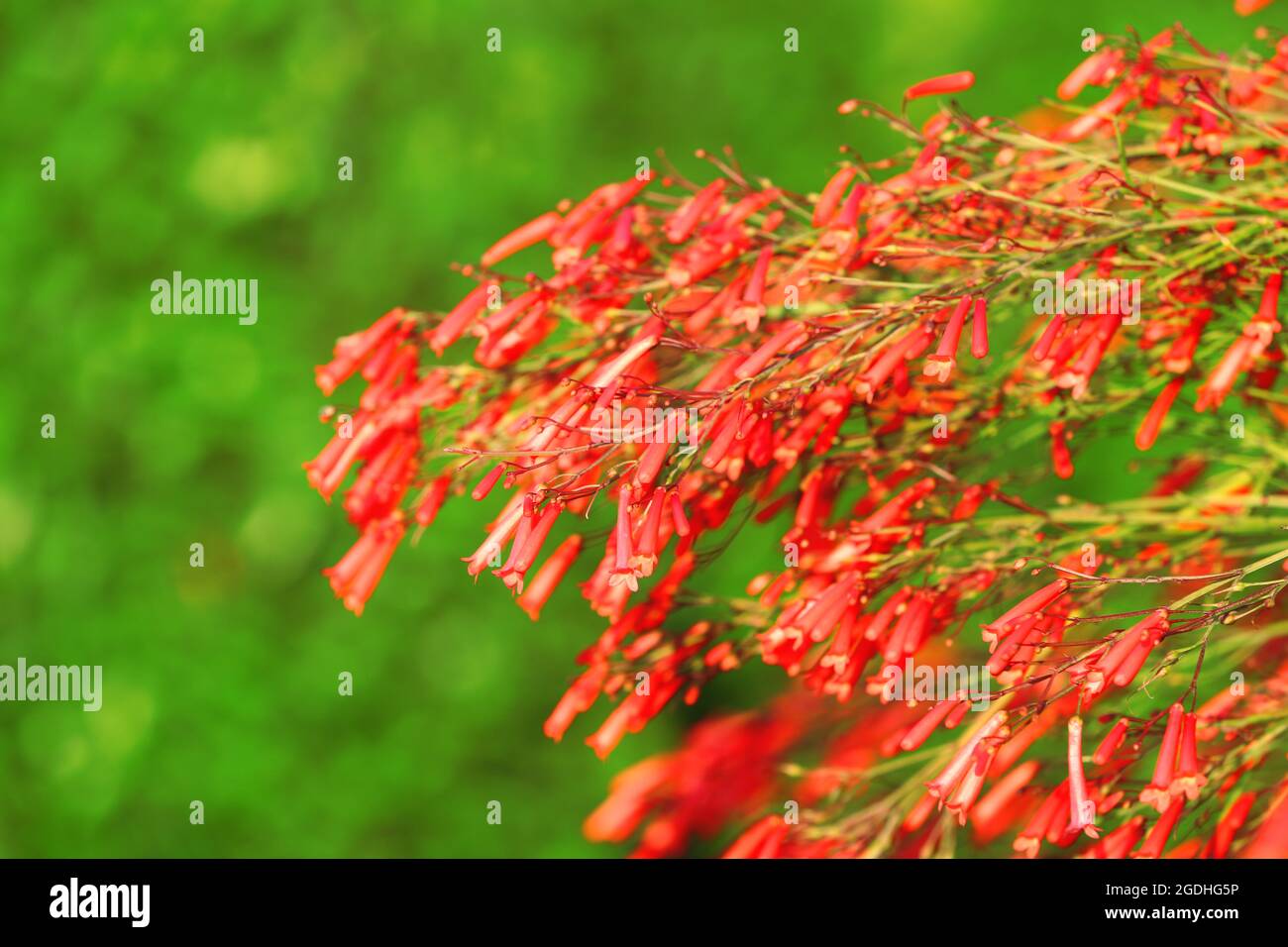 Beautiful flowering bush in garden Stock Photo - Alamy