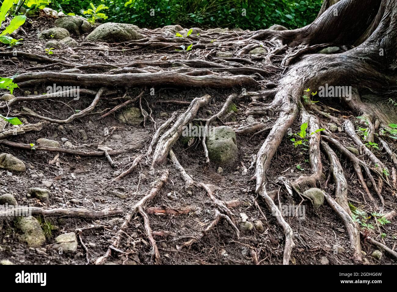 The tree has spread its vein roots on the ground along the side of the ...