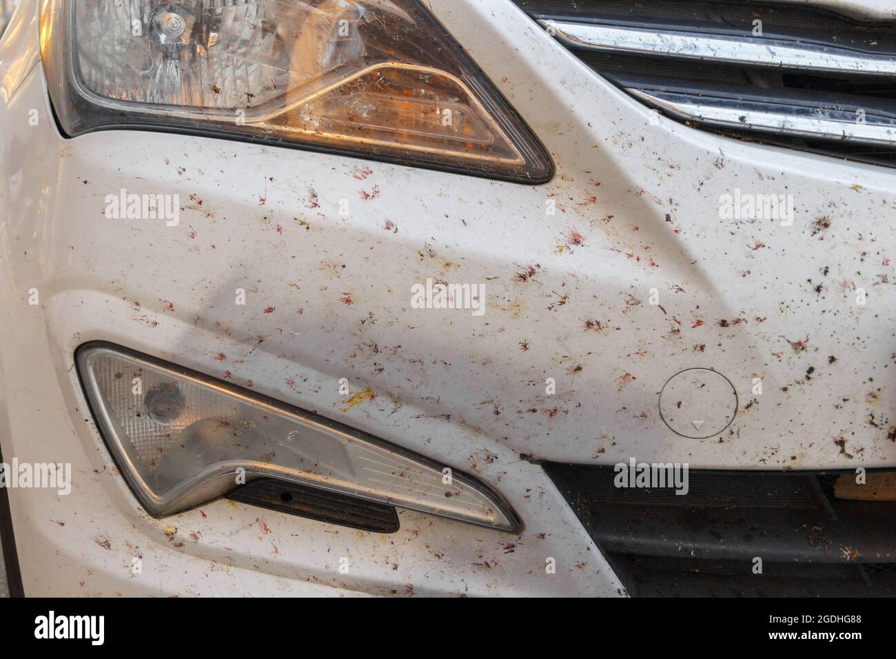 Insects on car paintwork, broken midges. Killed insects on the bumper ...