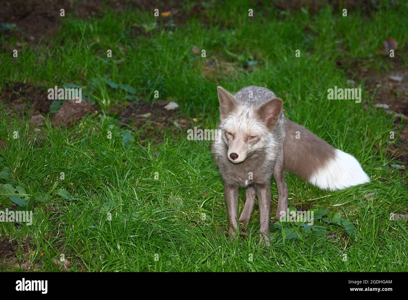 Pastellfuchs / Pastel fox / Vulpes Stock Photo - Alamy
