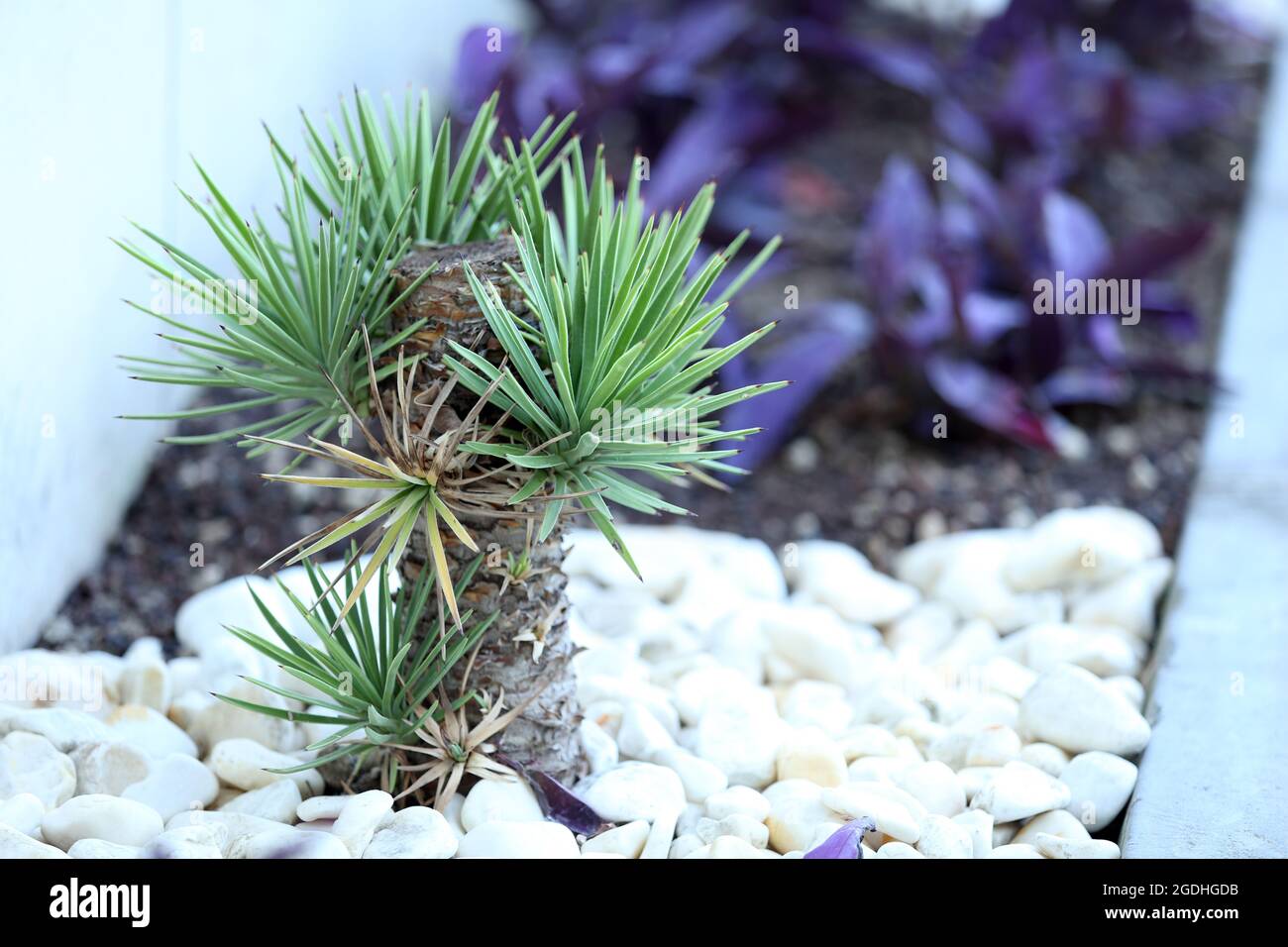 Beautiful Bonsai tree in landscape design Stock Photo - Alamy