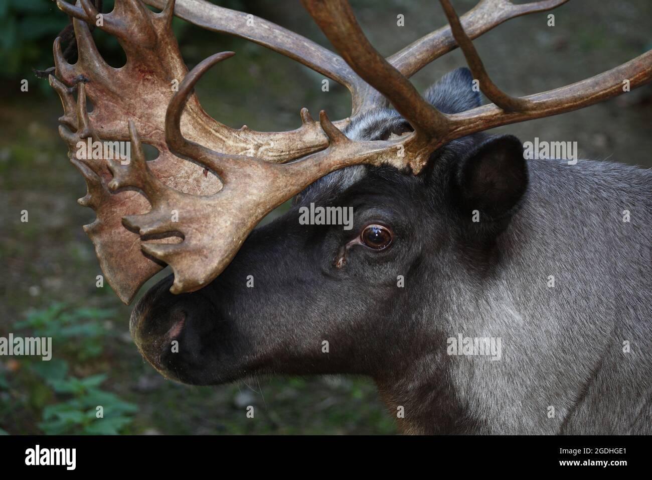 Rentiere rangifer hi-res stock photography and images - Alamy