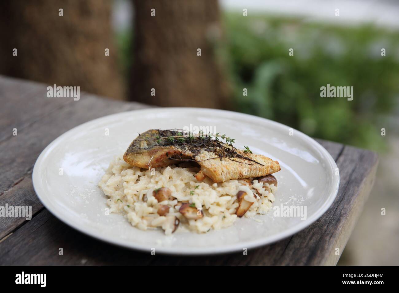 risotto with sea bass fillet steak on wood background , italian food ...