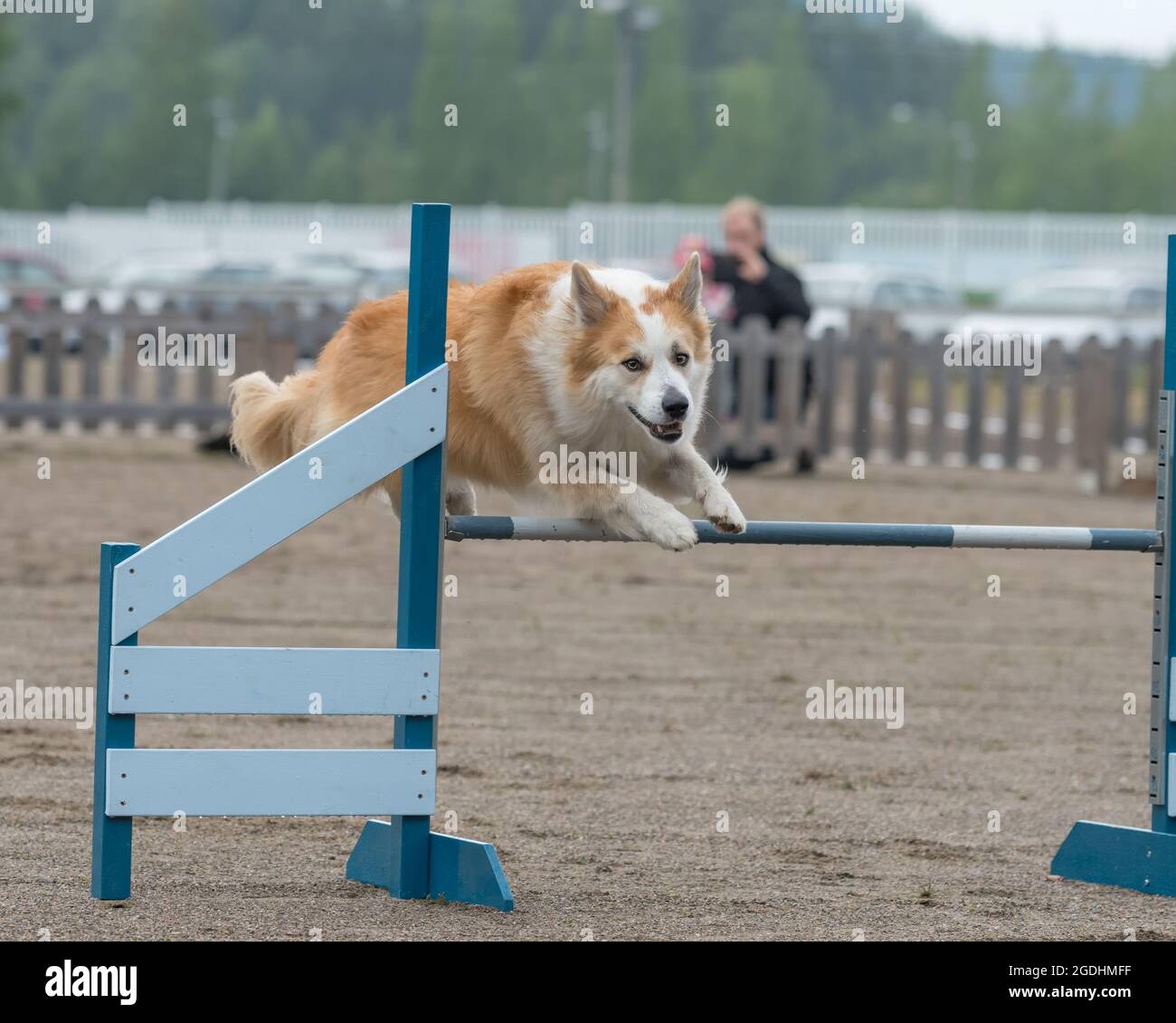 Icelandic Sheepdog Head High Resolution Stock Photography and Images ...