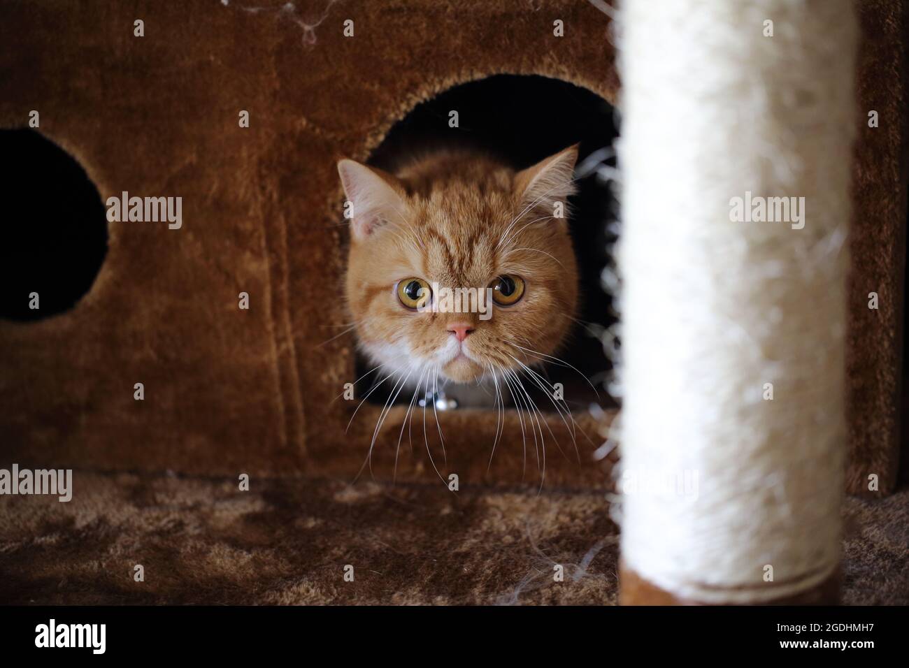 Persian cat walking cut out hi-res stock photography and images - Alamy