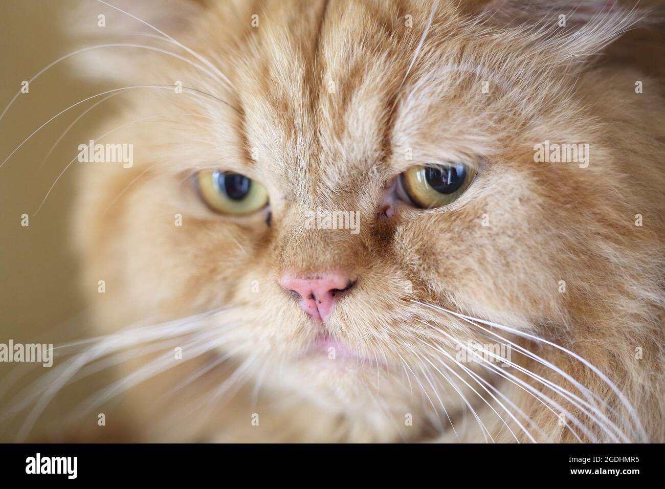 Persian cat walking cut out hi-res stock photography and images - Alamy