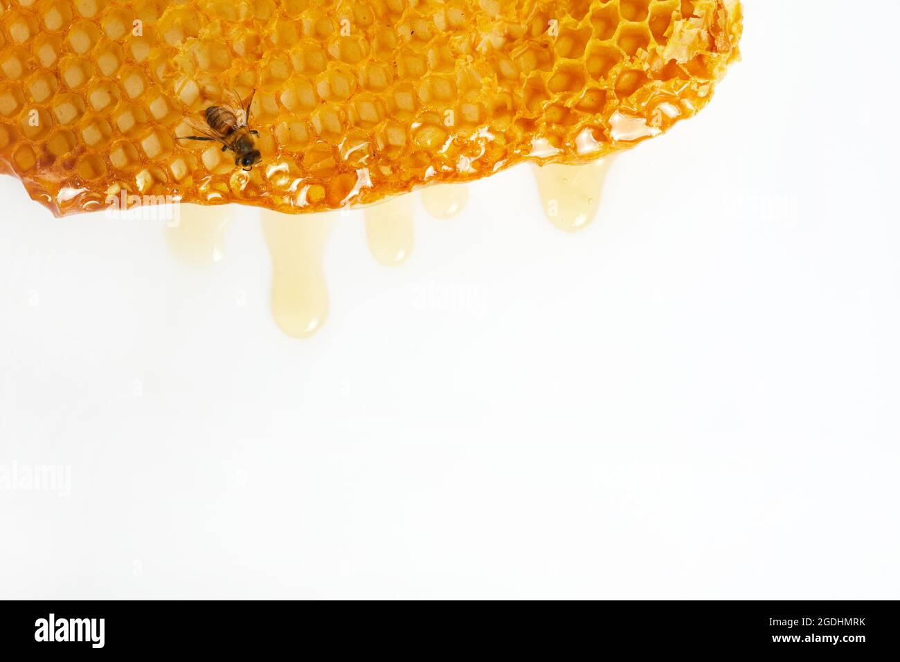 Propolis beehive frame hi-res stock photography and images - Alamy