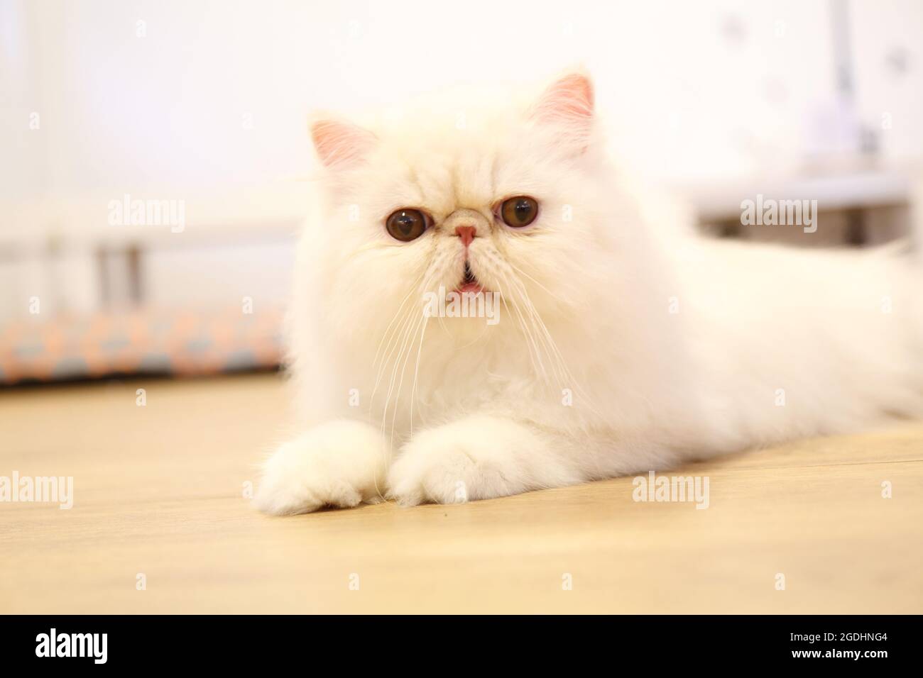 Persian cat walking cut out hi-res stock photography and images - Alamy