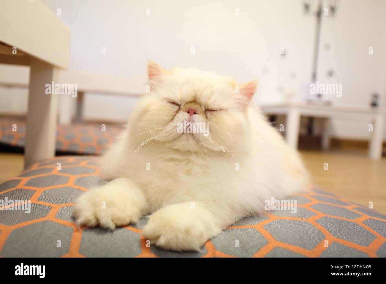 Persian cat walking cut out hi-res stock photography and images - Alamy