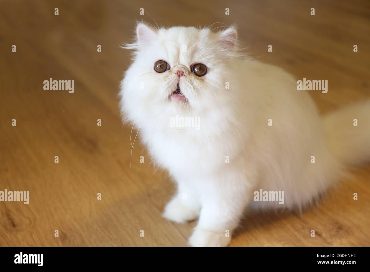 Persian cat walking cut out hi-res stock photography and images - Alamy
