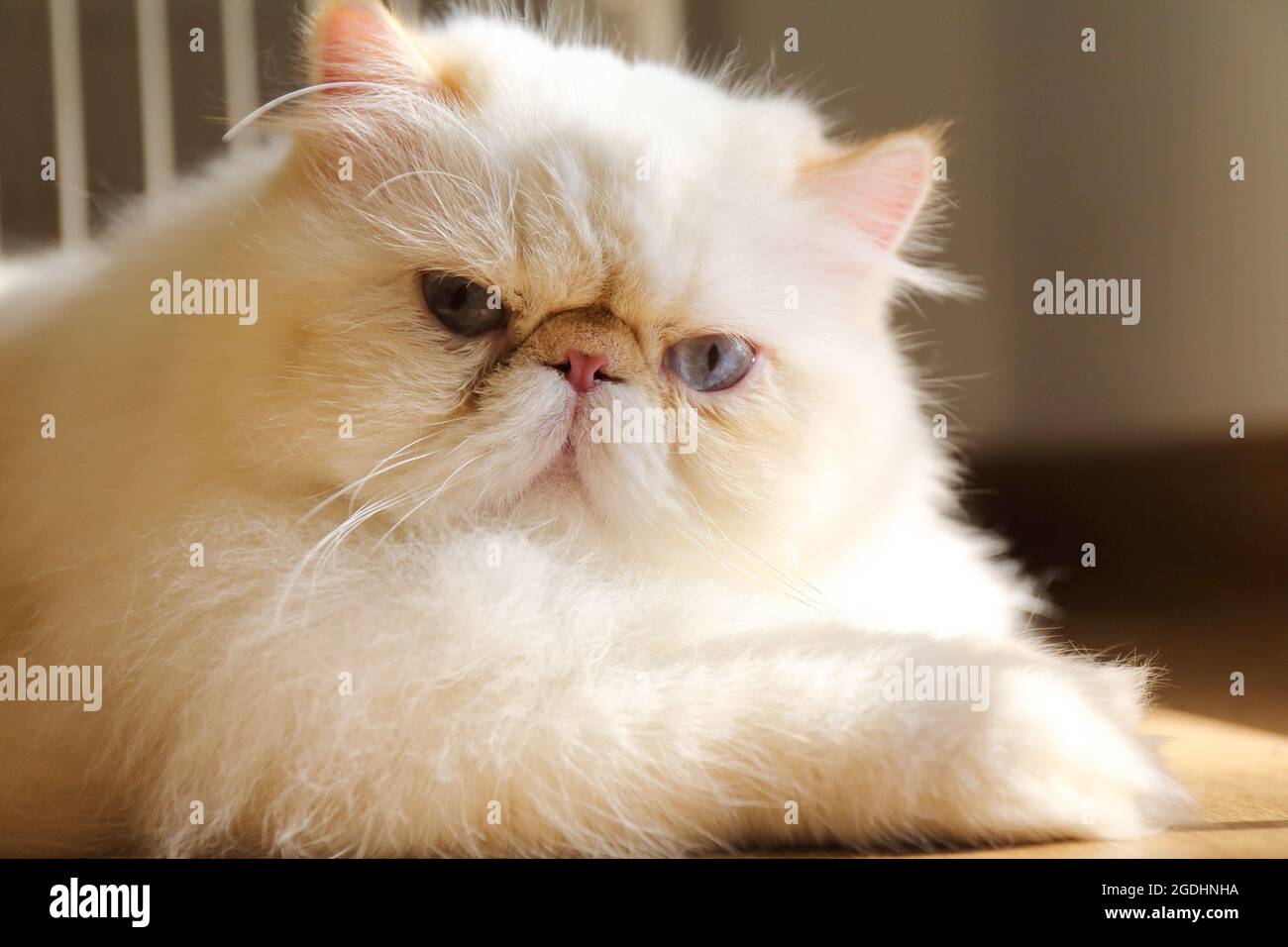 Persian cat walking cut out hi-res stock photography and images - Alamy