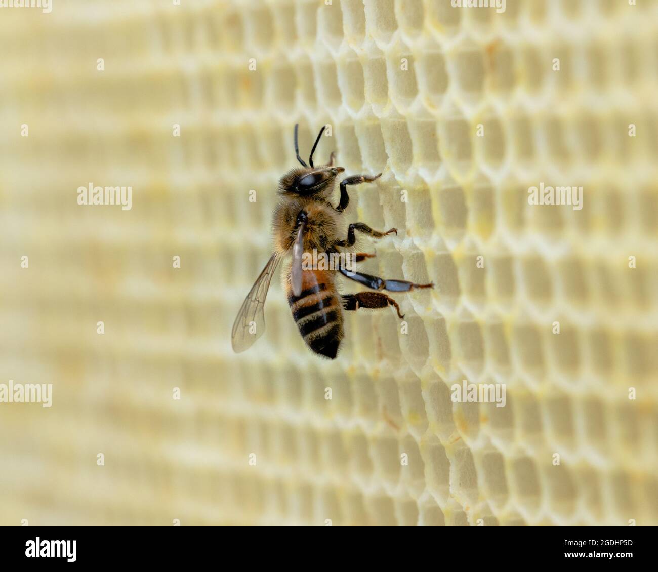 Worker insects hi-res stock photography and images - Alamy