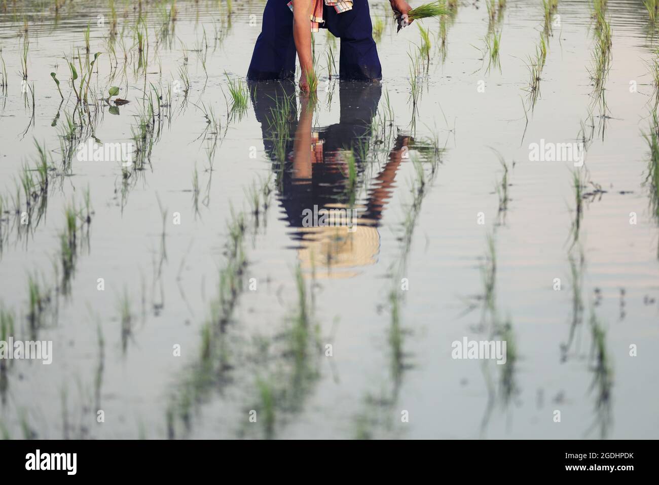 Farmer rice planting on water Stock Photo - Alamy