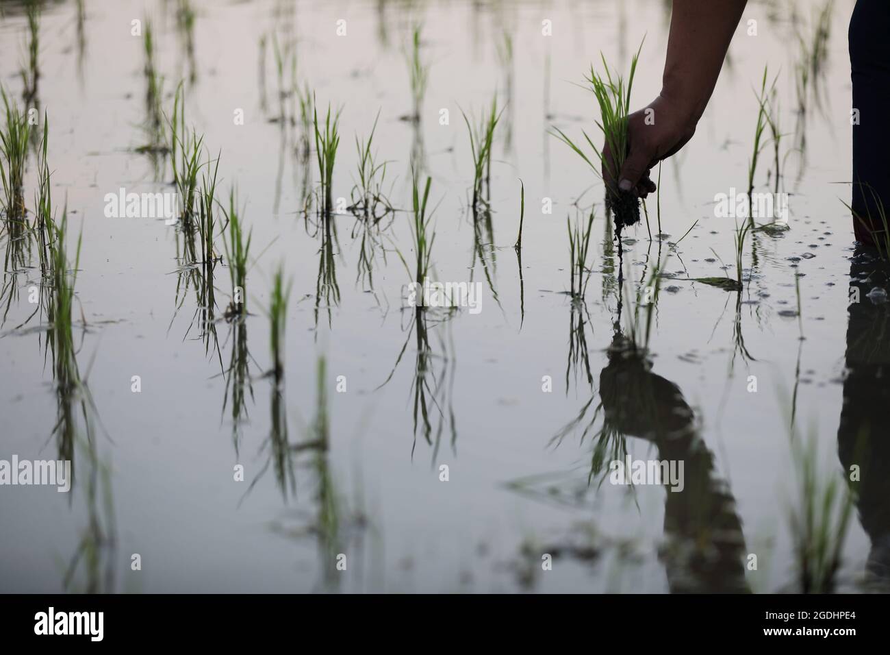 Farmer rice planting on water Stock Photo - Alamy