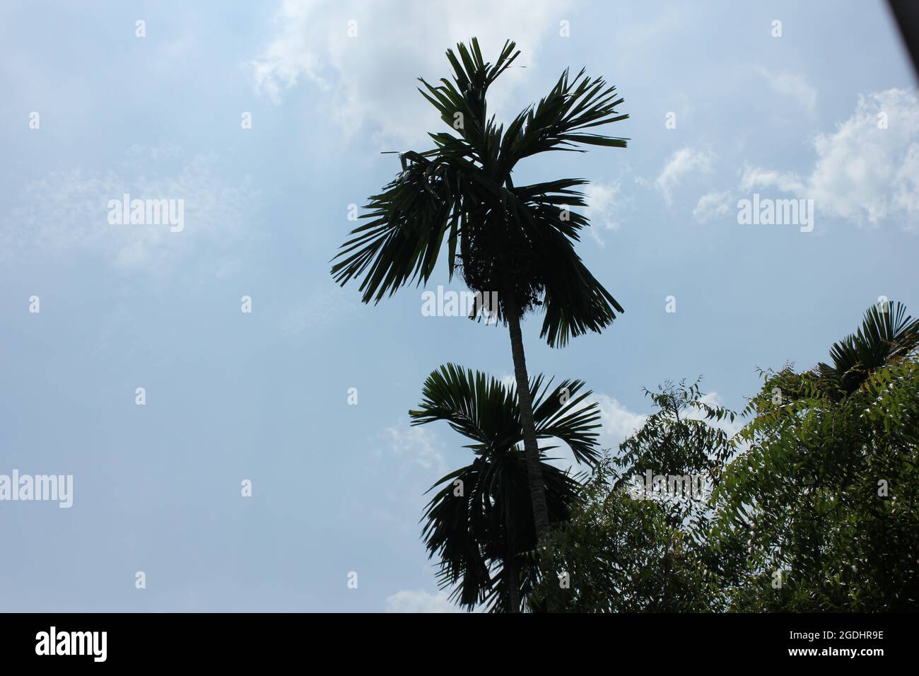 Under mango tree hi-res stock photography and images - Alamy