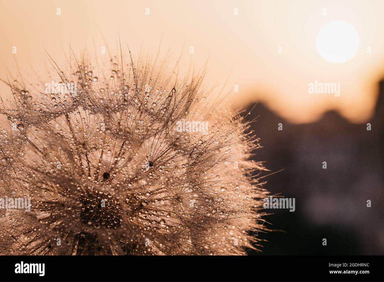 dandelion at sunset . Freedom to Wish. Dandelion silhouette fluffy flower on sunset sky. Seed ...