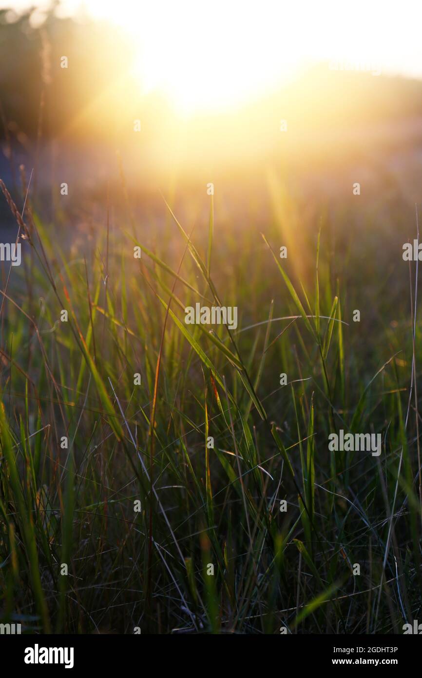 Landscape, sunny dawn in field Stock Photo - Alamy