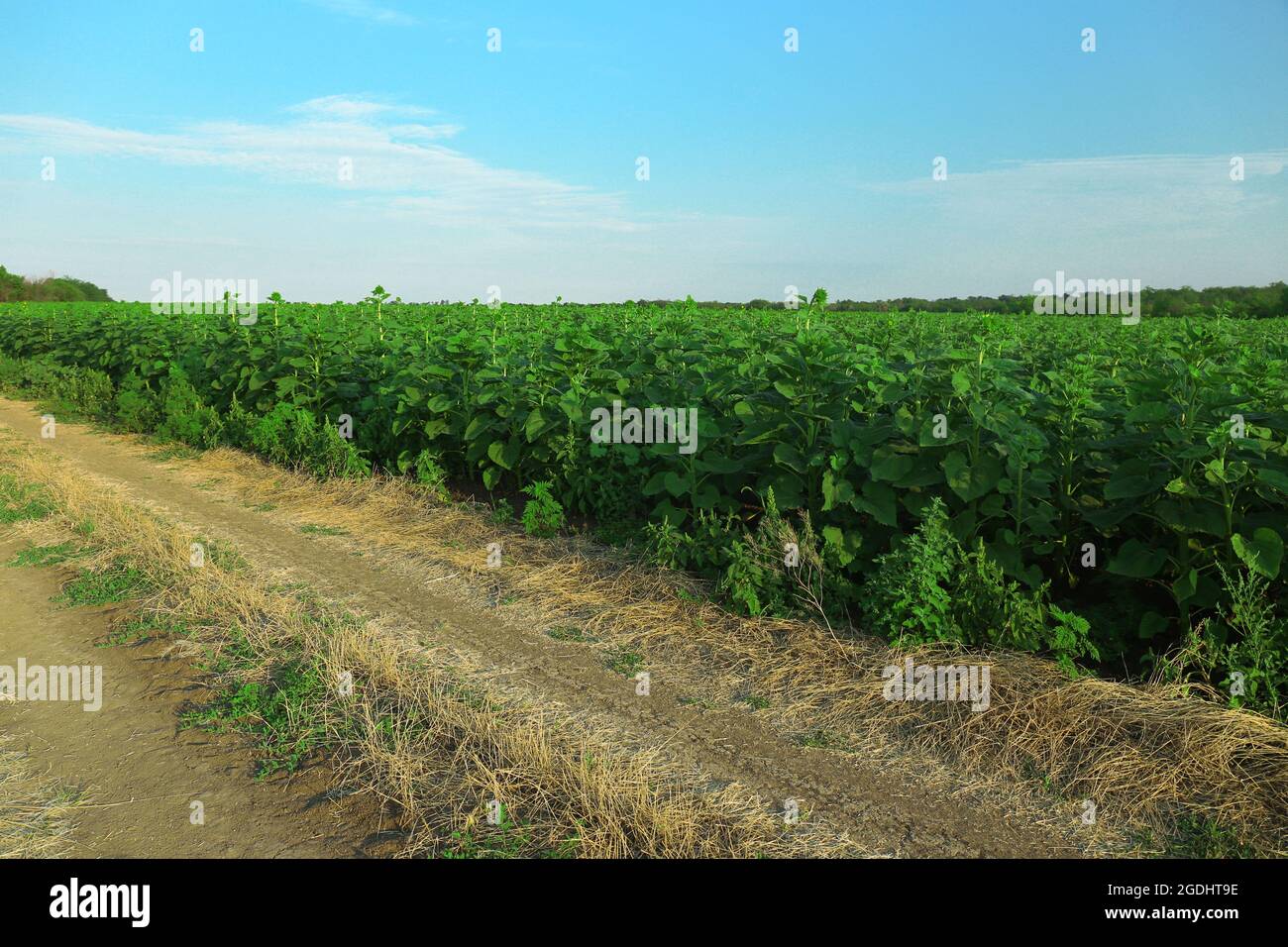 Landscape, sunny dawn in field Stock Photo - Alamy