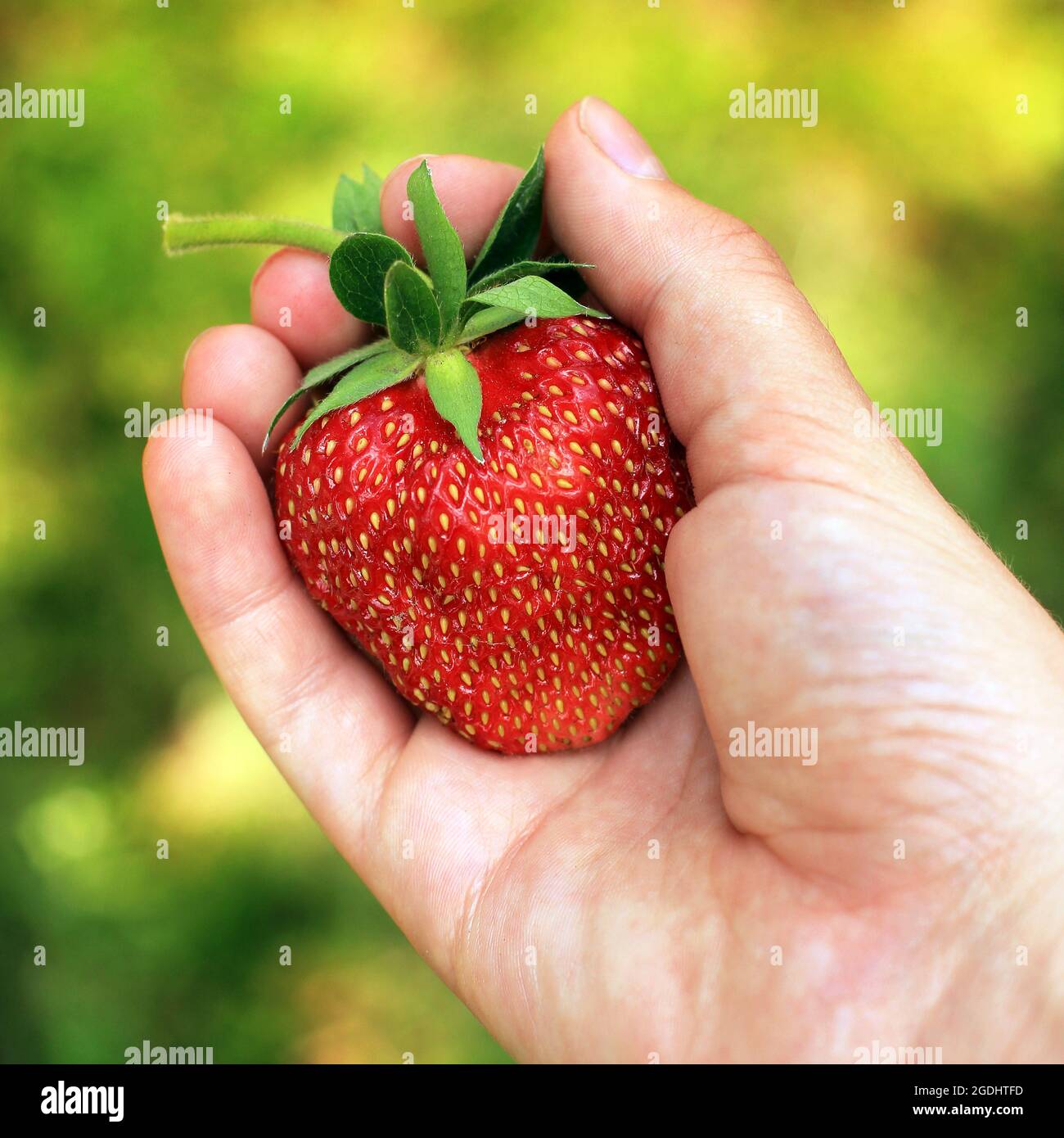 Beautiful big strawberry in hand. Strawberry in hand Stock Photo - Alamy