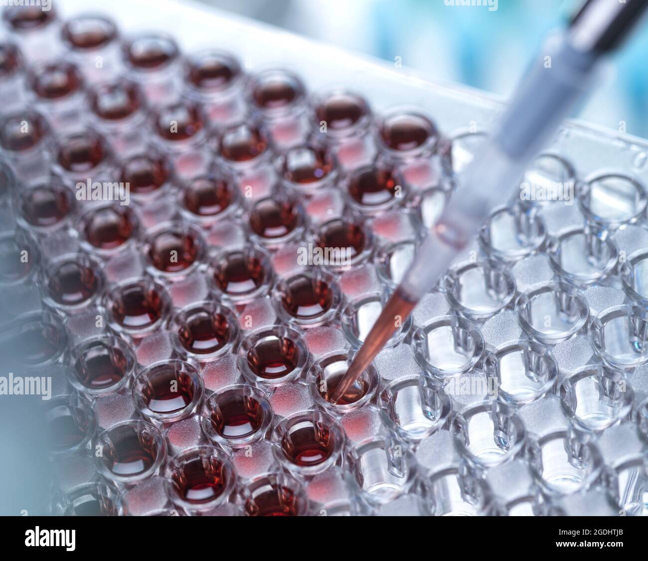 Cell Research, Pipetting cells into multi well plate in lab Stock Photo ...