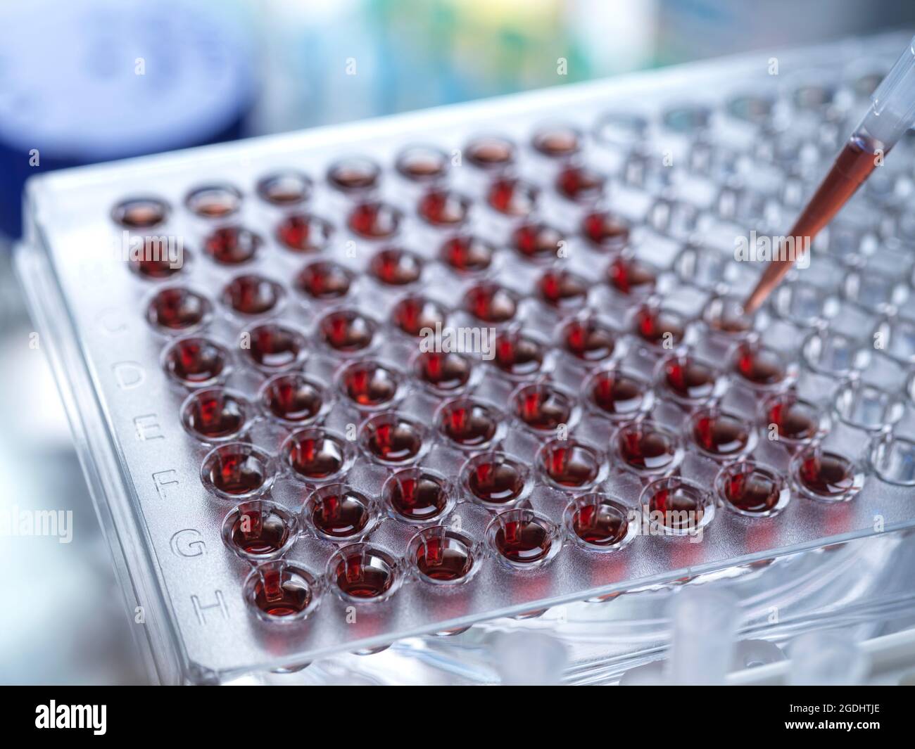 Cell Research, Pipetting cells into multi well plate in lab Stock Photo ...