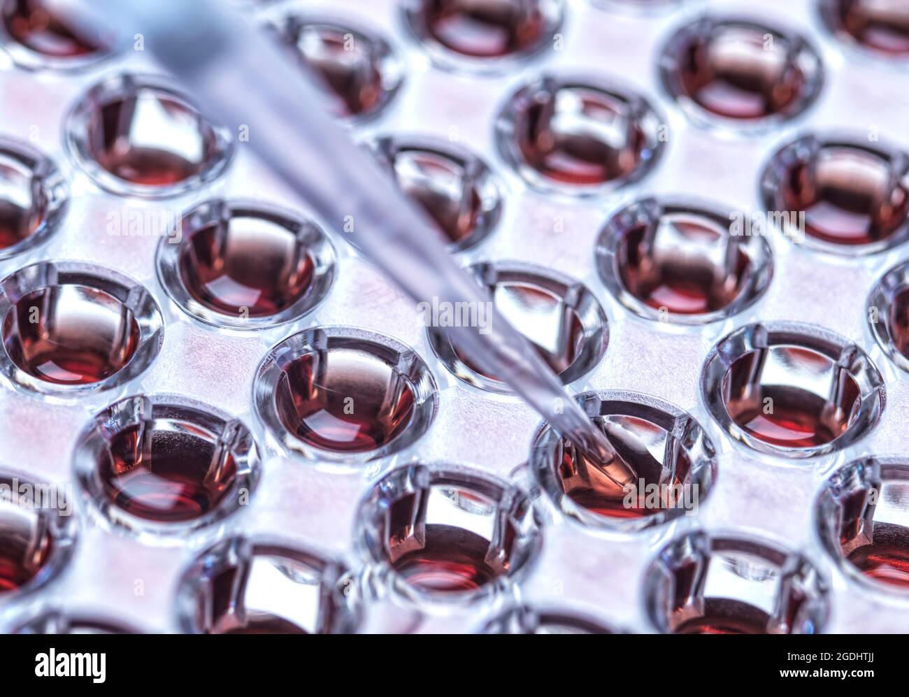 Cell Research, Pipetting cells into multi well plate in lab Stock Photo ...