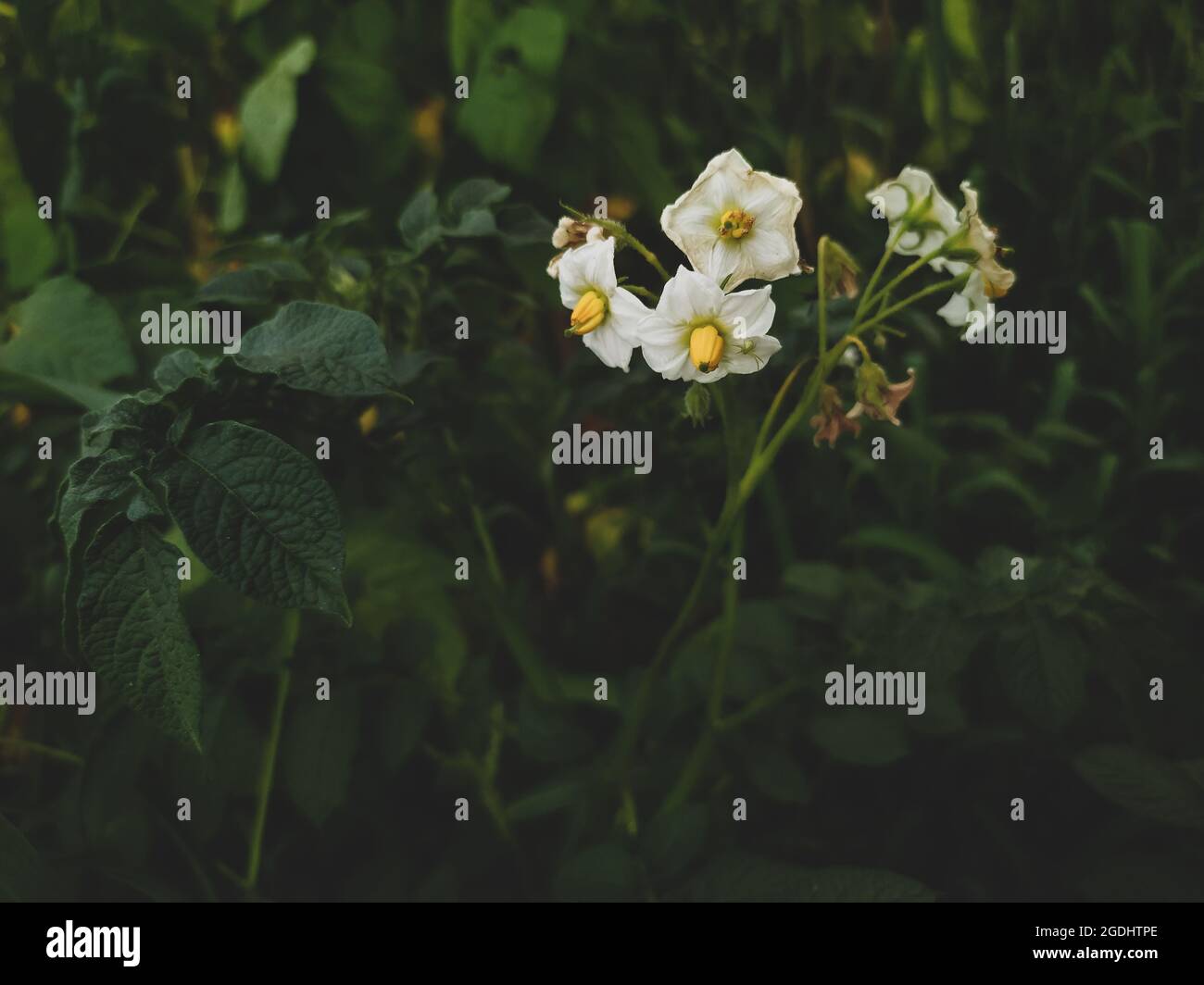 White potato stem hi-res stock photography and images - Alamy