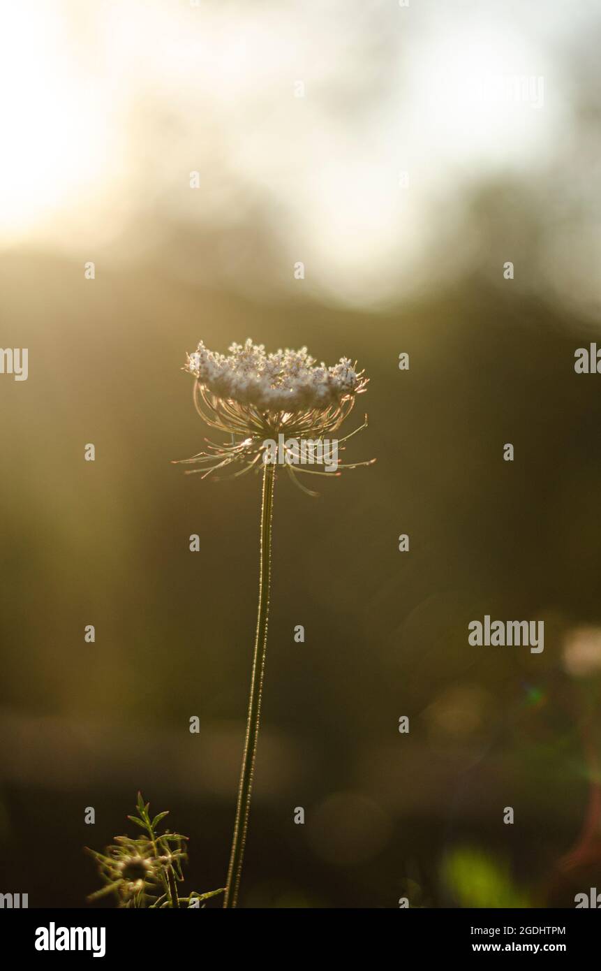 Alone flower grass hi-res stock photography and images - Alamy