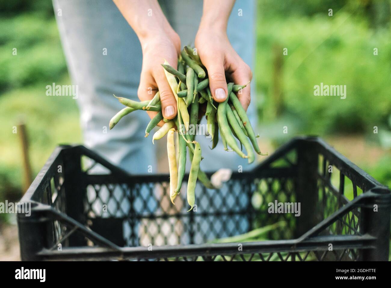 Young woman picking green beans from the vegetable garden Stock Photo ...