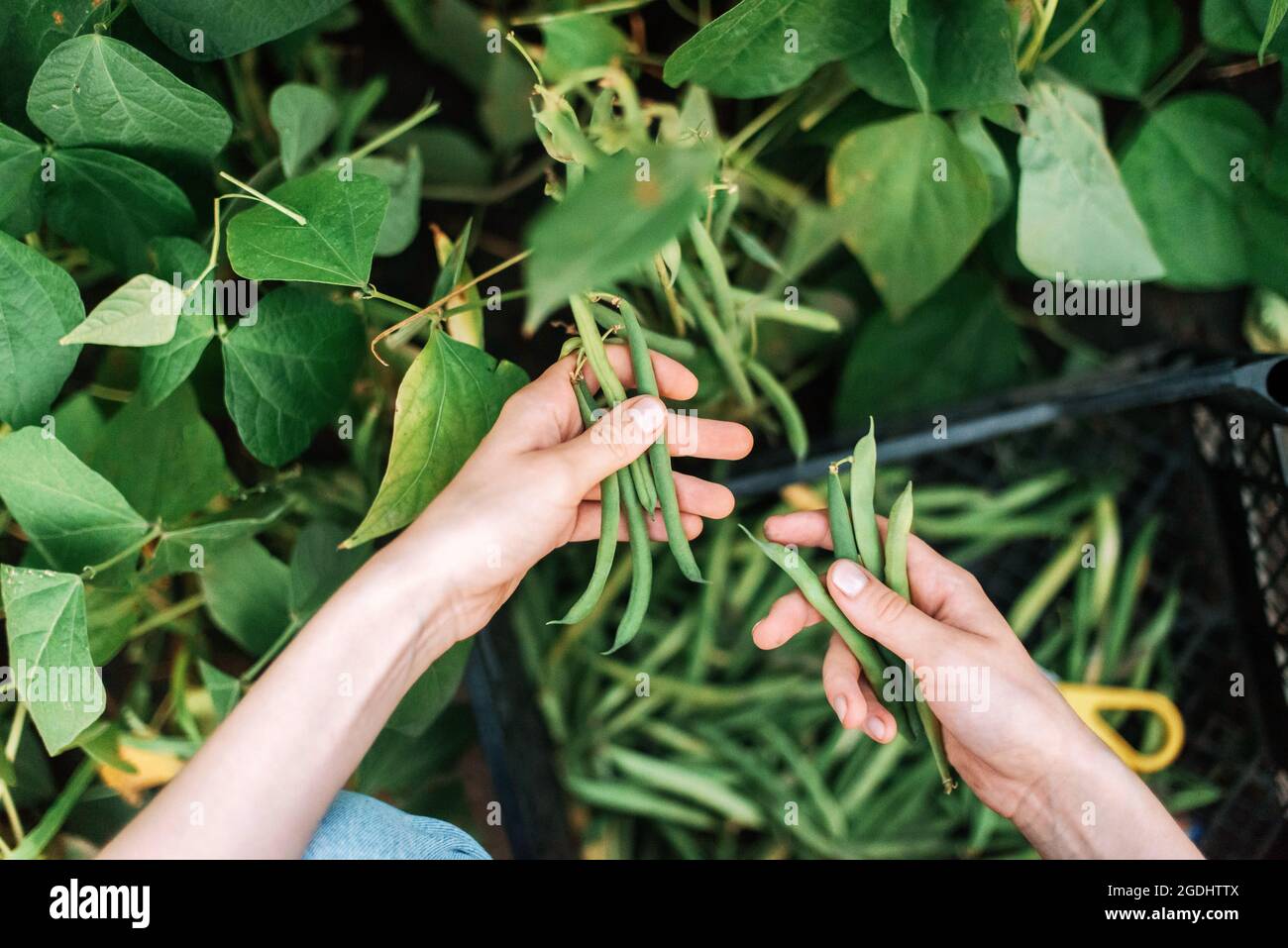 Young woman picking green beans from the vegetable garden Stock Photo ...