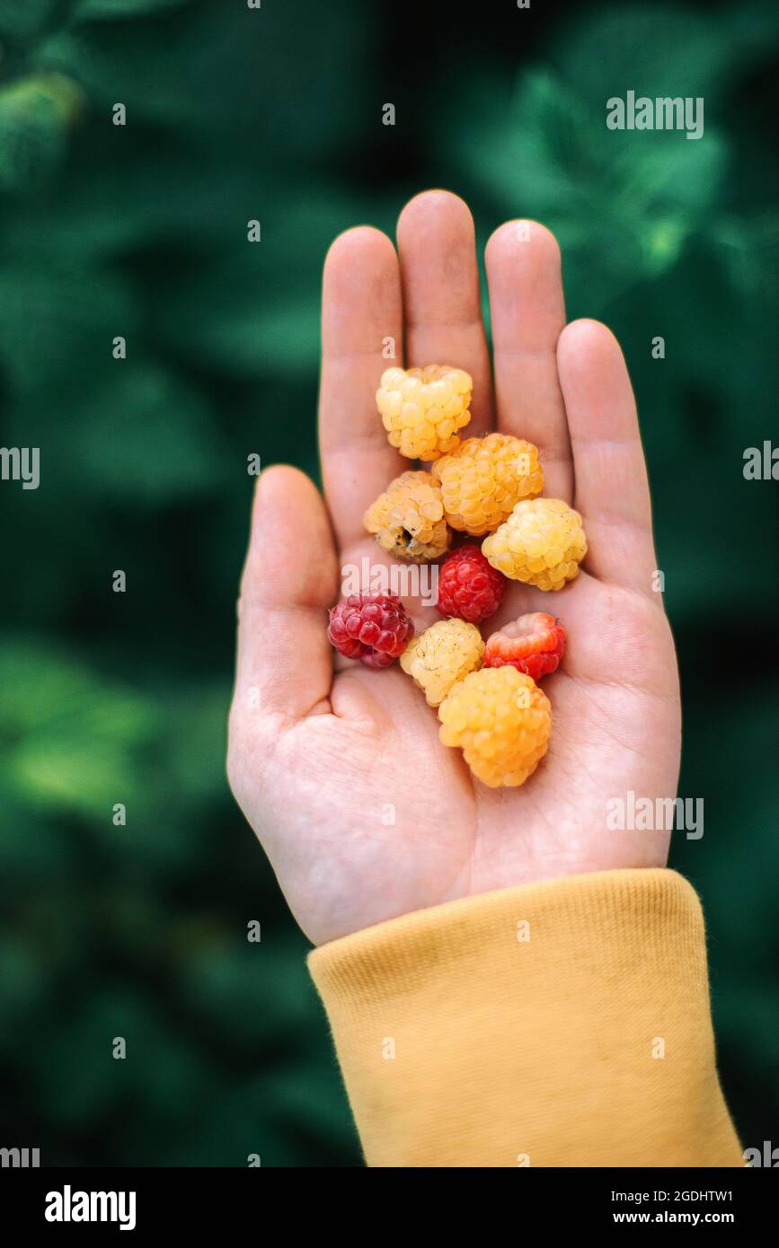 Hand picked freshly raspberries in garden Stock Photo - Alamy