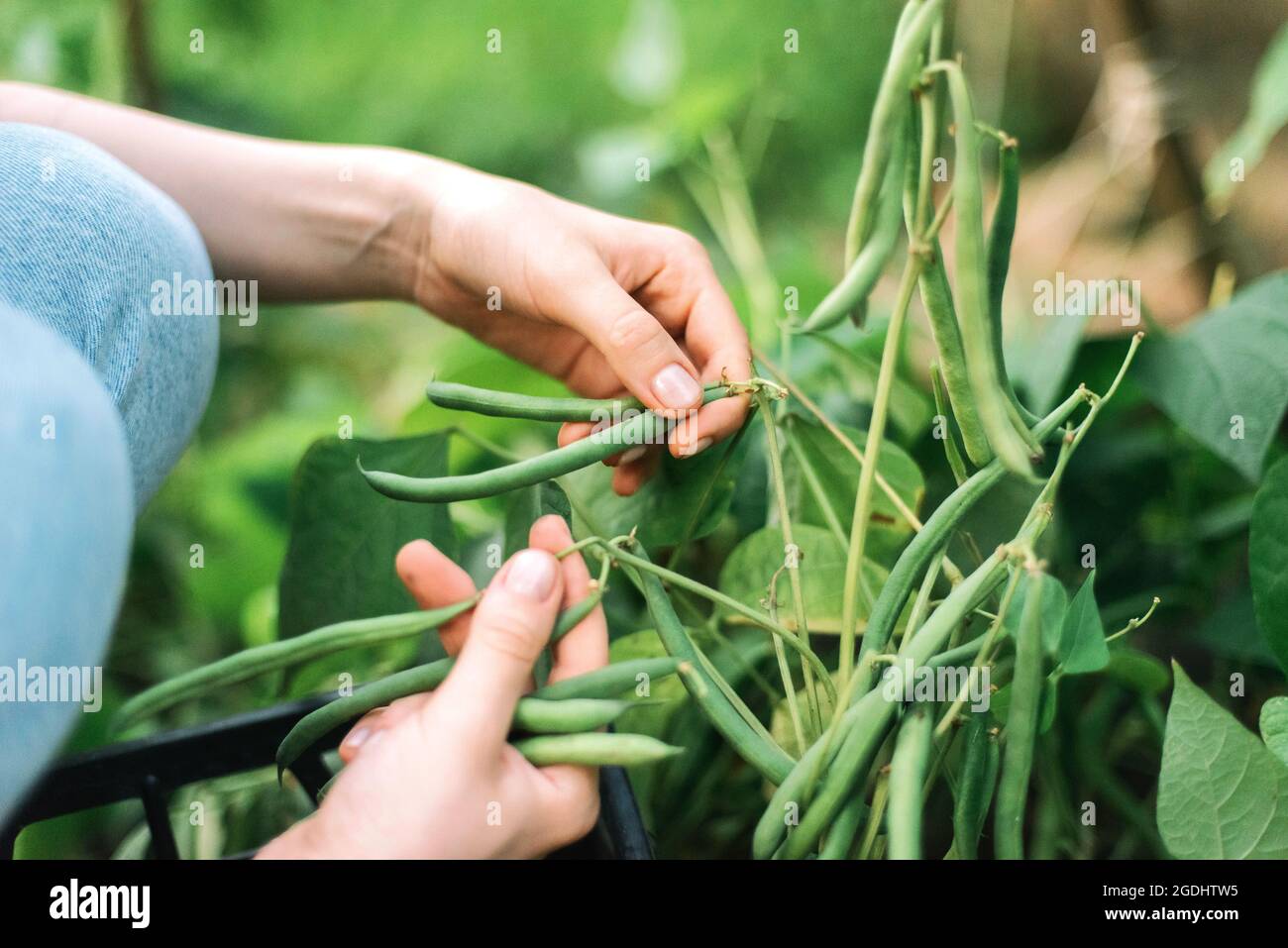 Young woman picking green beans from the vegetable garden Stock Photo ...
