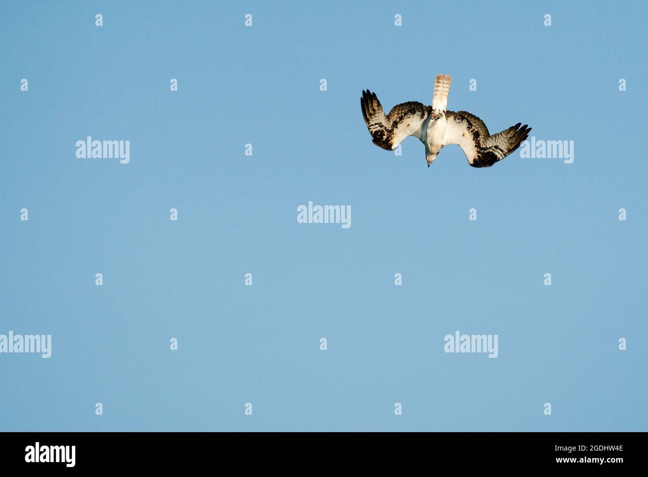 View form below of an osprey starting to dive in mid-air Stock Photo ...