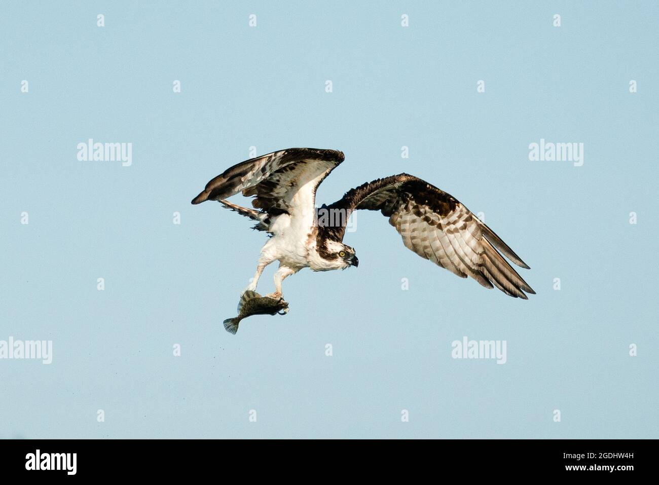 Side view of an osprey flying with a flat fish Stock Photo - Alamy
