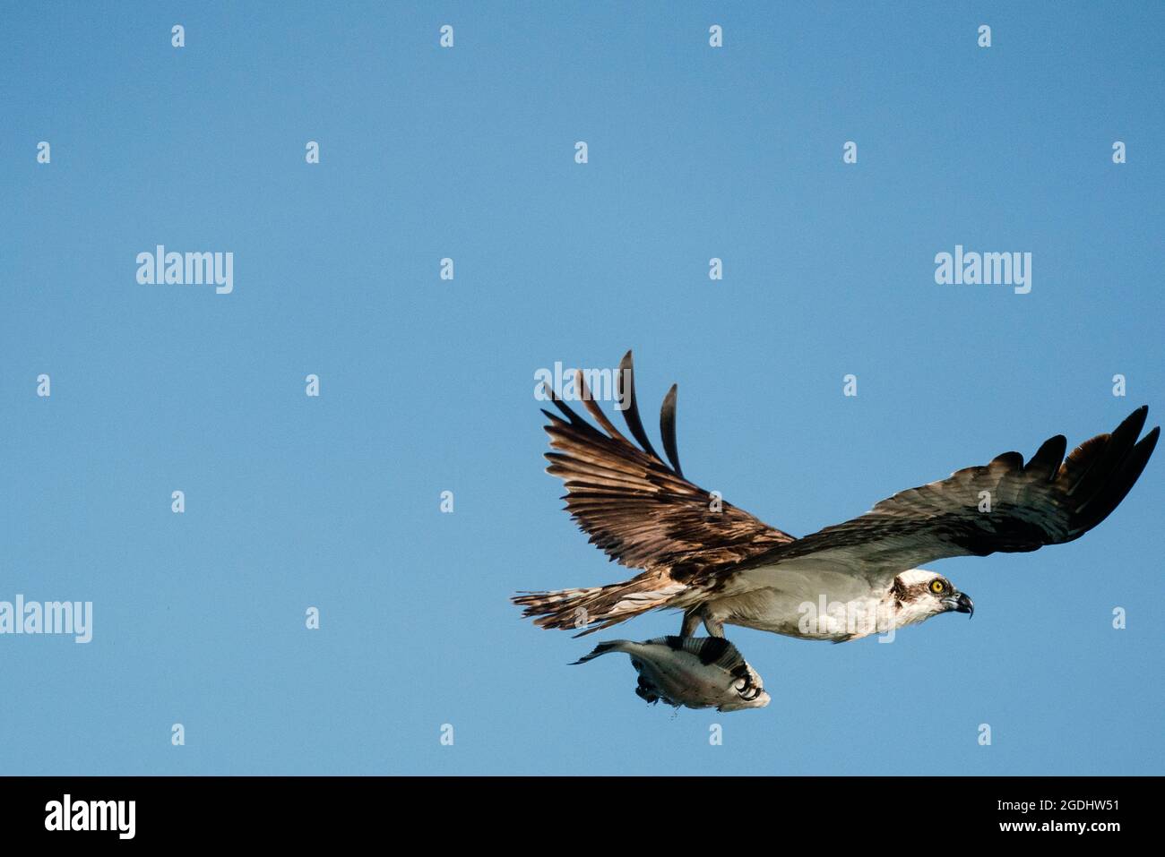 Flounder island hi-res stock photography and images - Alamy