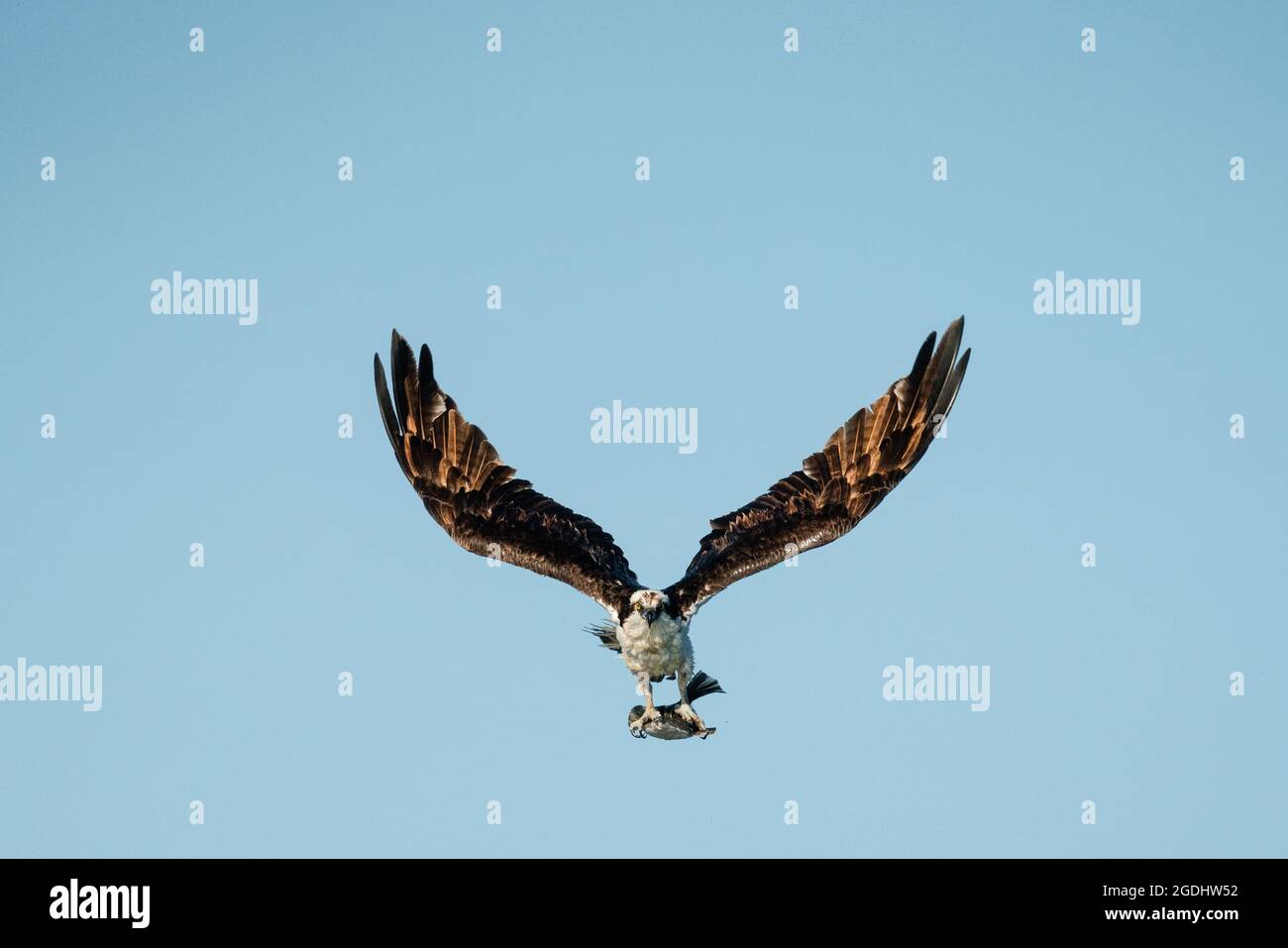 Straight on view of an osprey with a fish flying with wings spread ...
